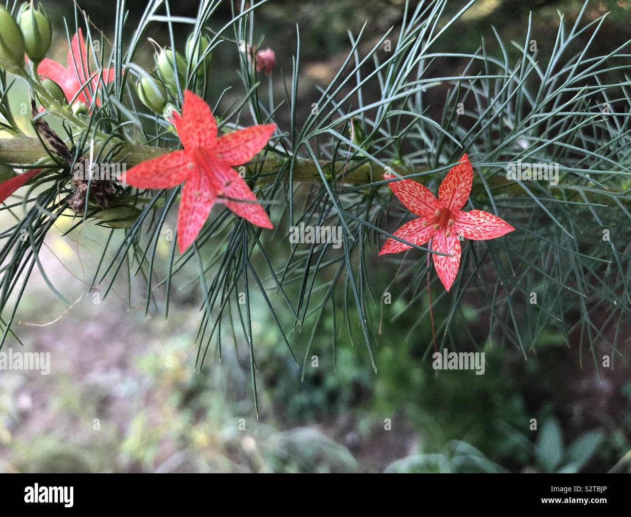Cypress plants hi-res stock photography and images - Alamy