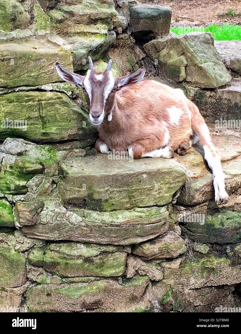 Domestic goat sitting on rocky ledge Stock Photo - Alamy