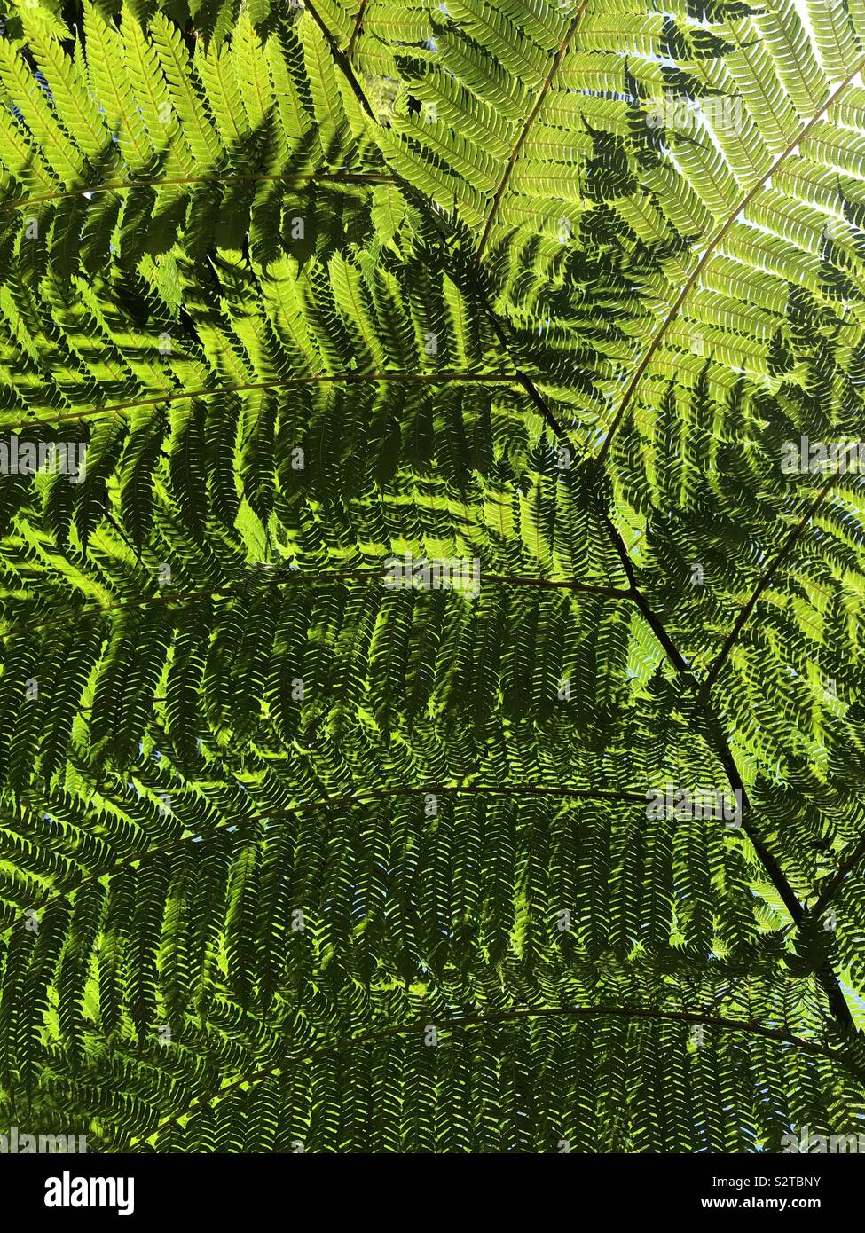 Light shade palm leaf green hi-res stock photography and images - Alamy