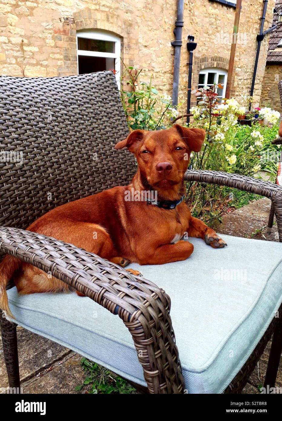 Dog sat on garden chair Stock Photo - Alamy