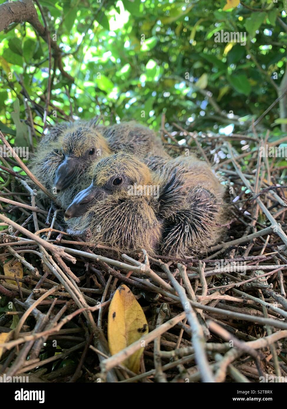 Baby Pigeons In Nest
