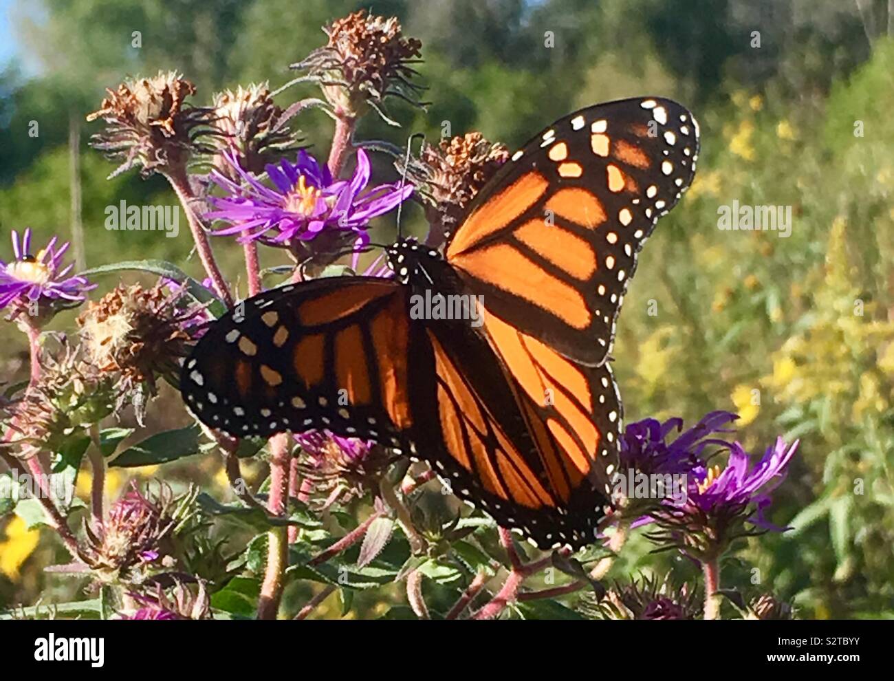 A Monarch Butterfly in the Midwest Stock Photo - Alamy
