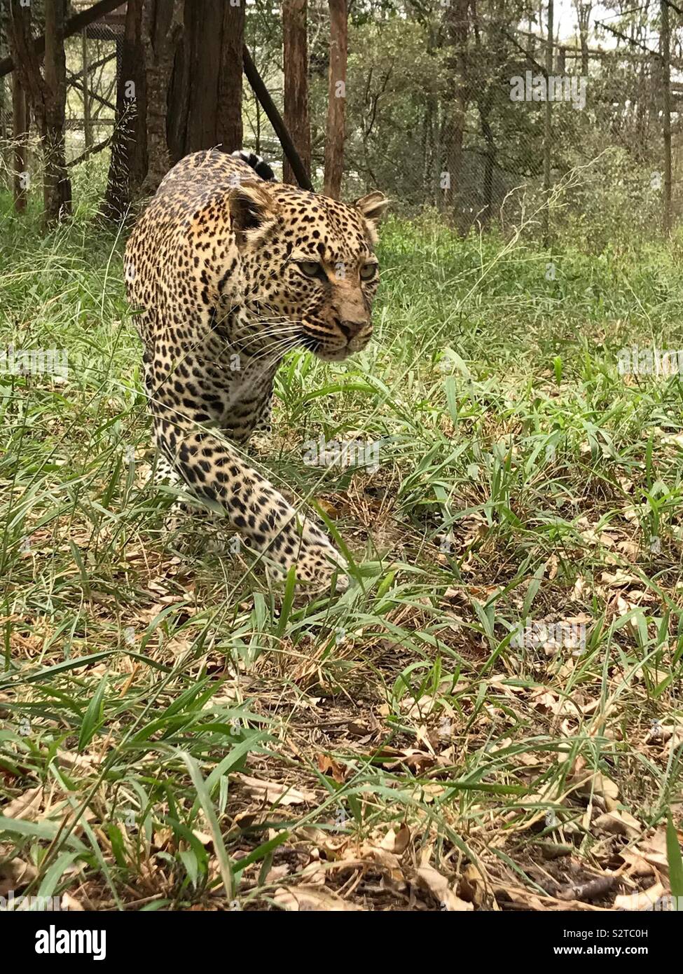 Leopard on the prowl in Nairobi Zoo, Kenya Stock Photo - Alamy