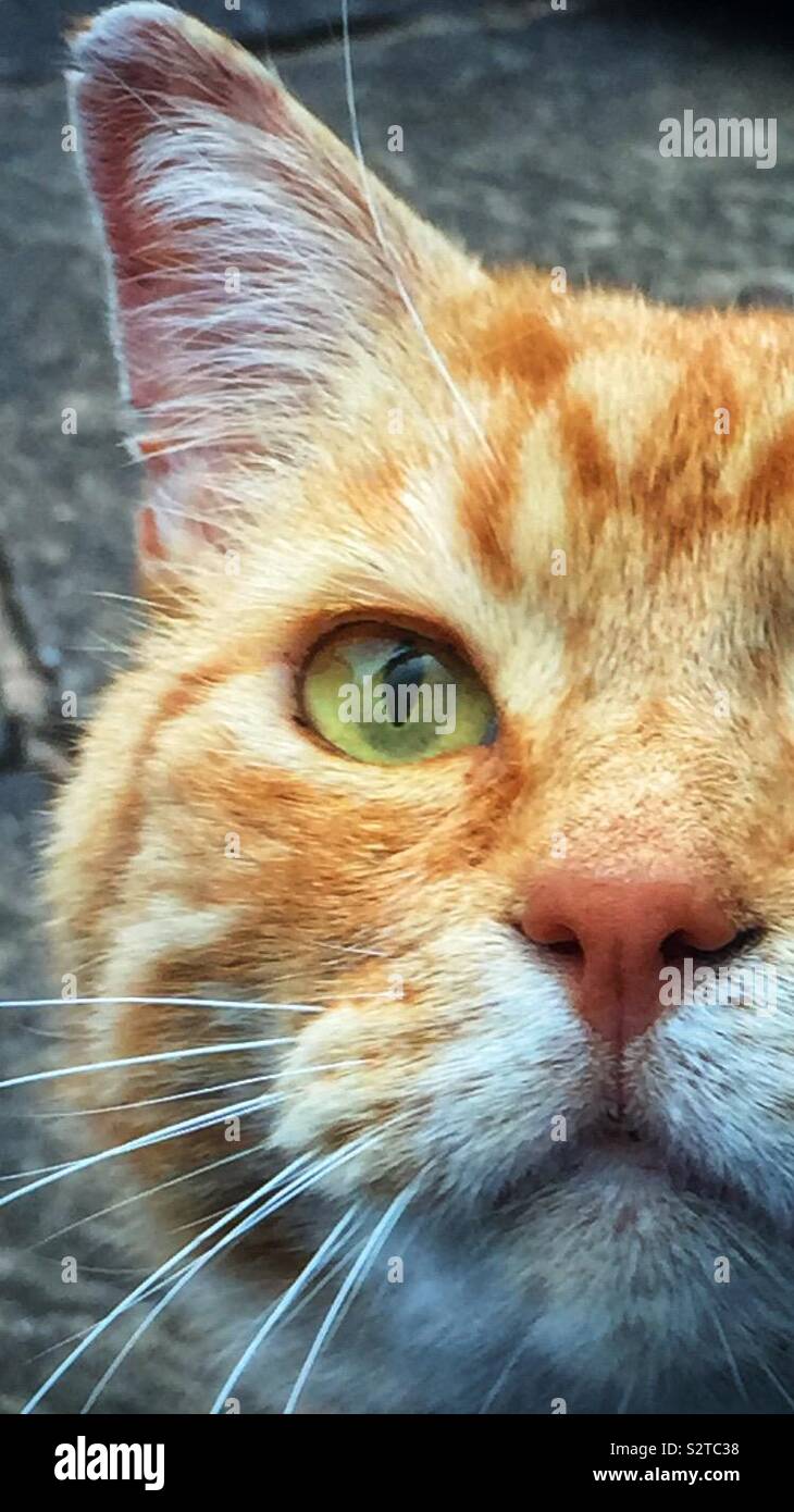 Tom cats hi-res stock photography and images - Alamy