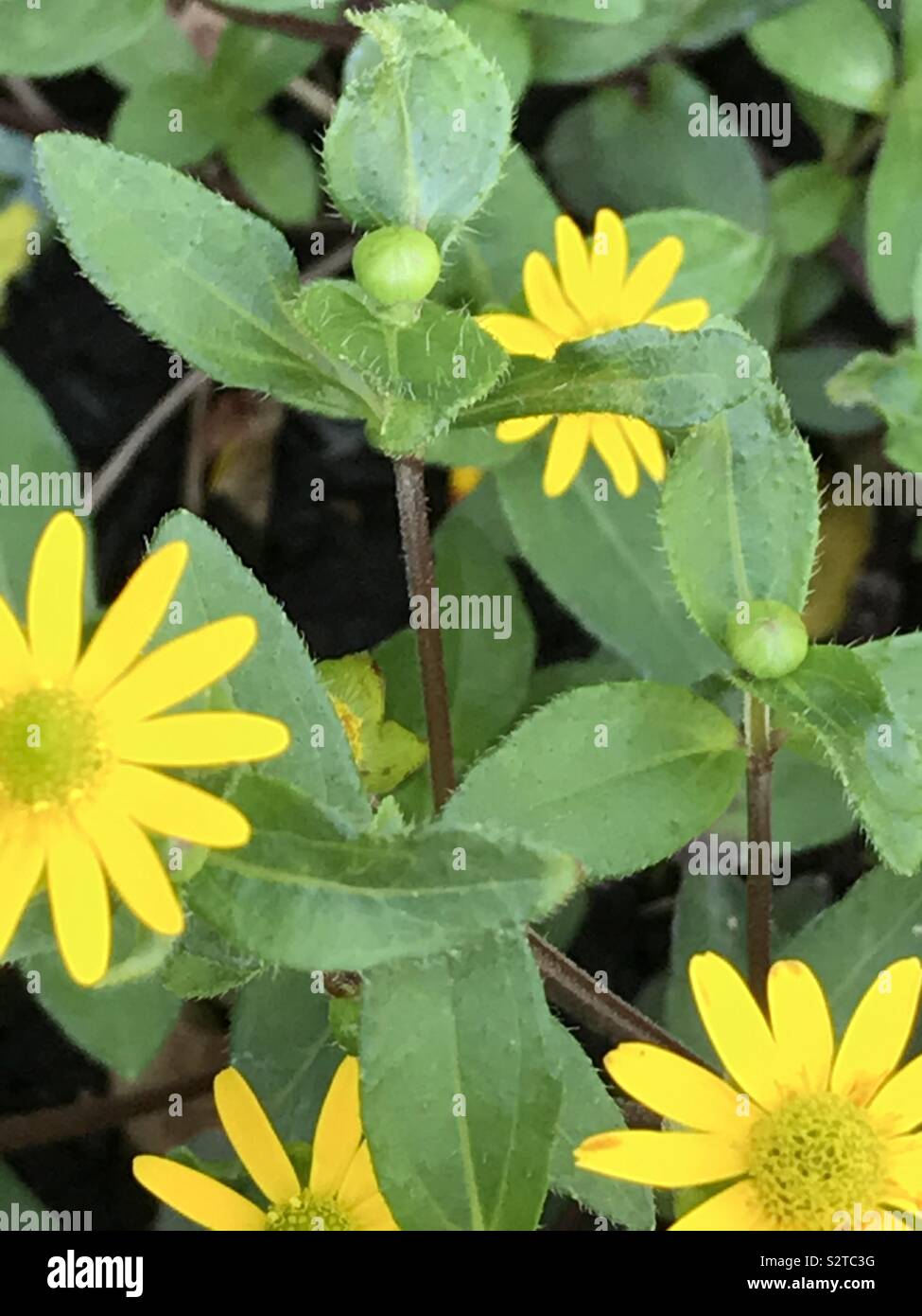 Sanvitalia hi-res stock photography and images - Alamy