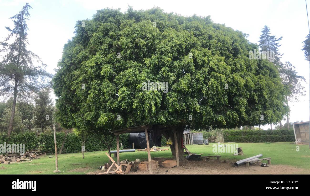 Meru county hi-res stock photography and images - Alamy