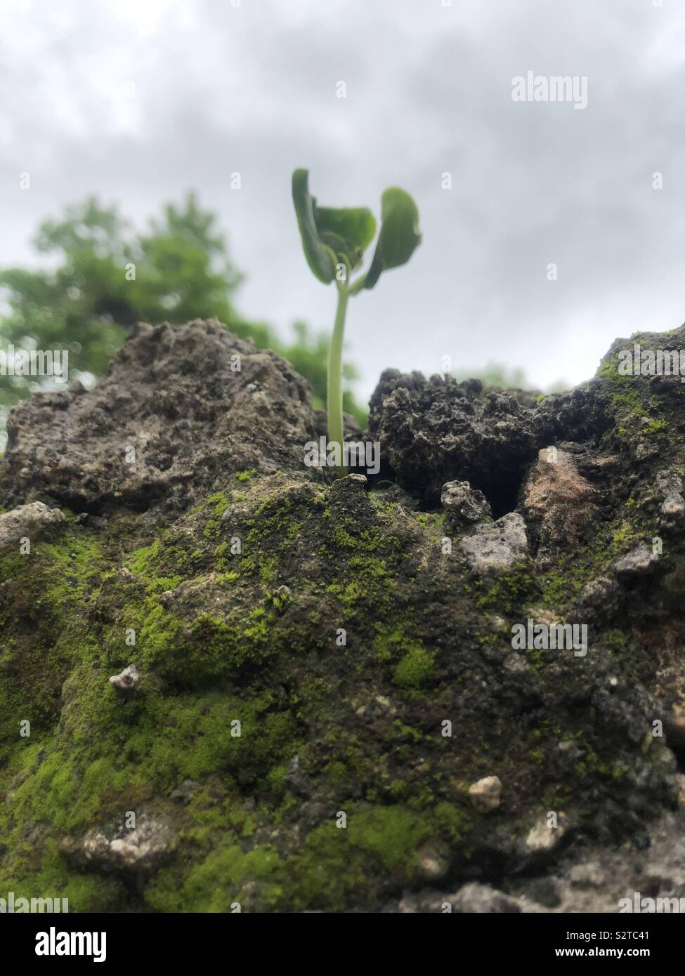 Plant growing in rock Stock Photo - Alamy