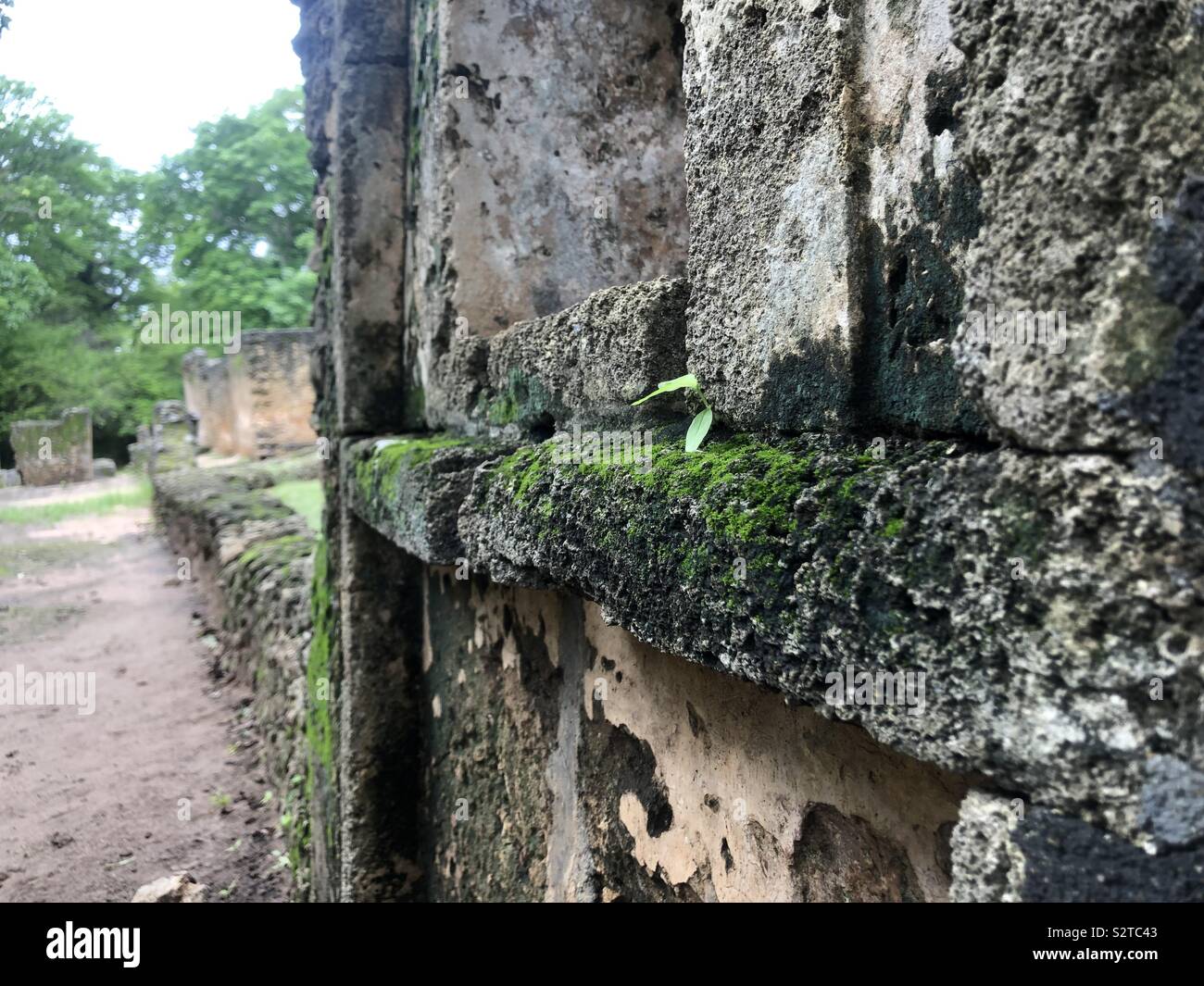 Gedi Ruins, Kenya Stock Photo - Alamy