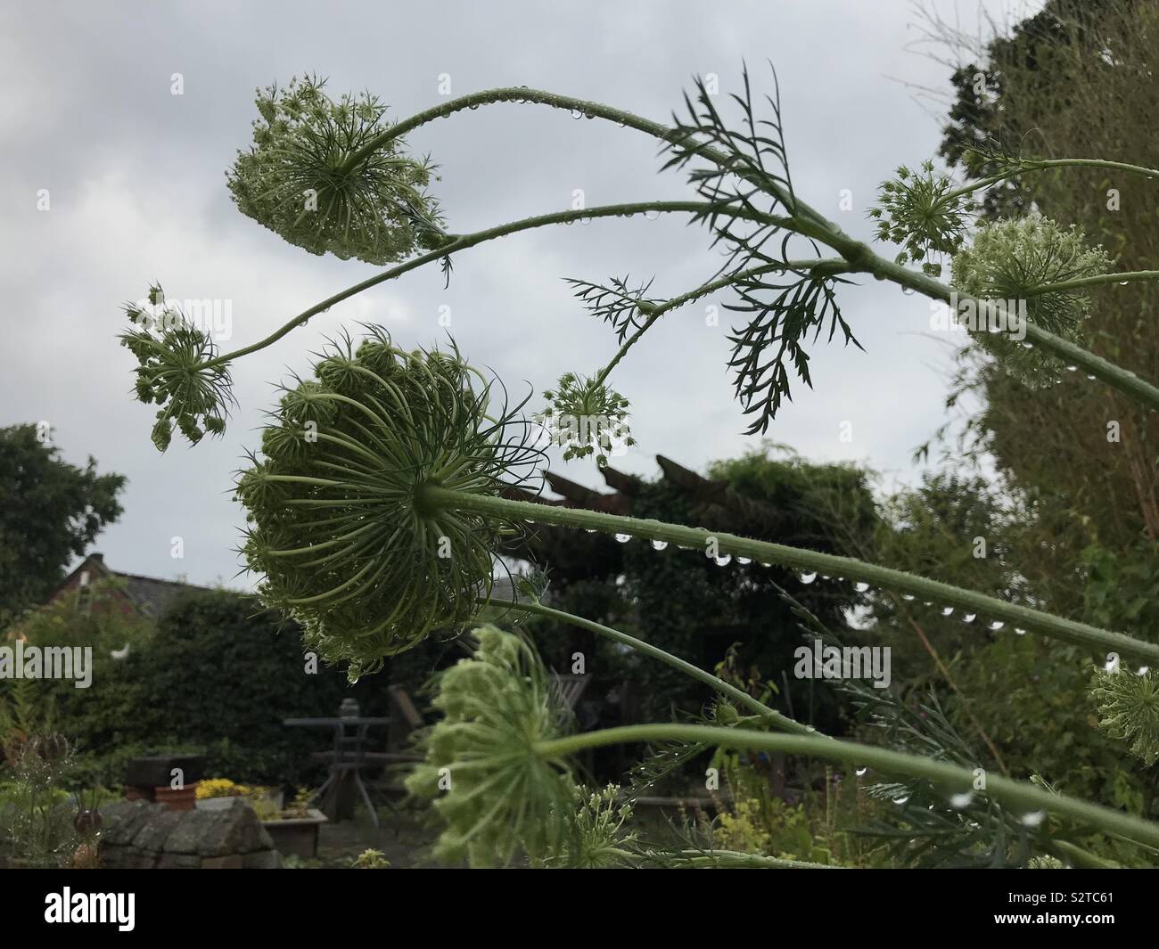 Plants and rain hi-res stock photography and images - Alamy