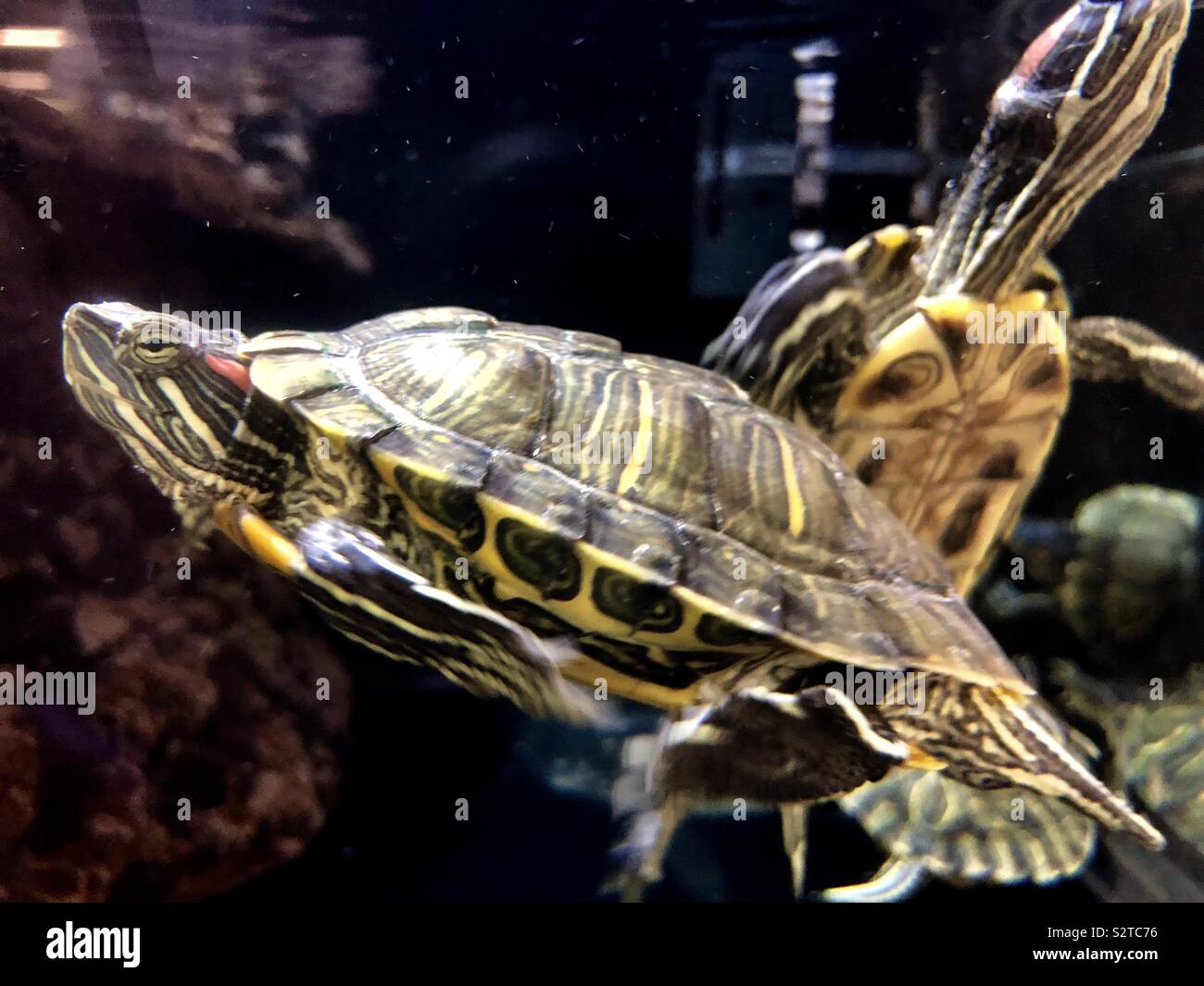 Pet turtles hi-res stock photography and images - Alamy