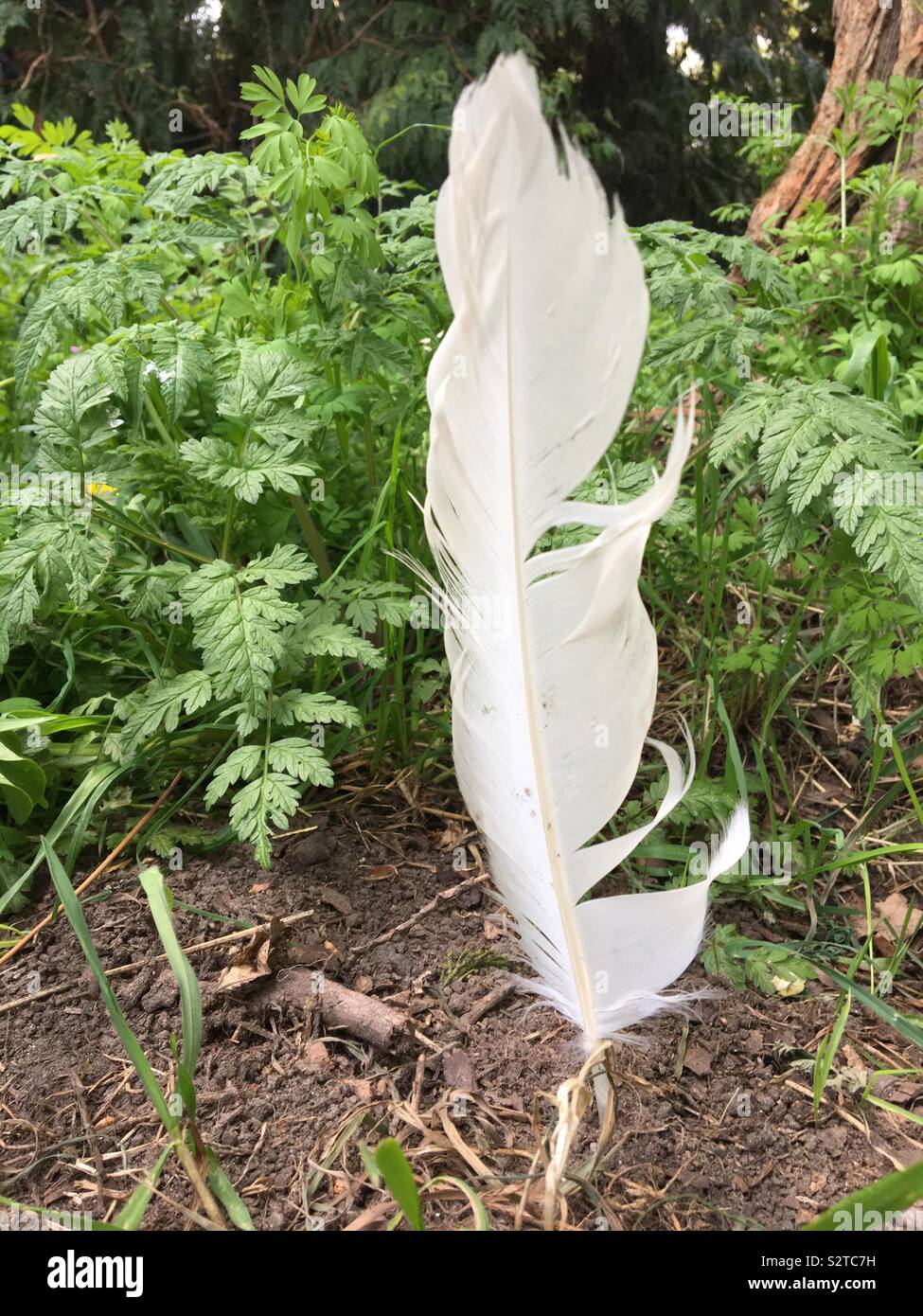 White feather in the woods Stock Photo - Alamy