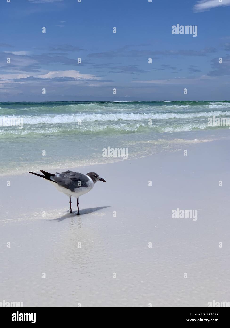 Single gull standing on the sand closeup with view of Gulf of Mexico ...
