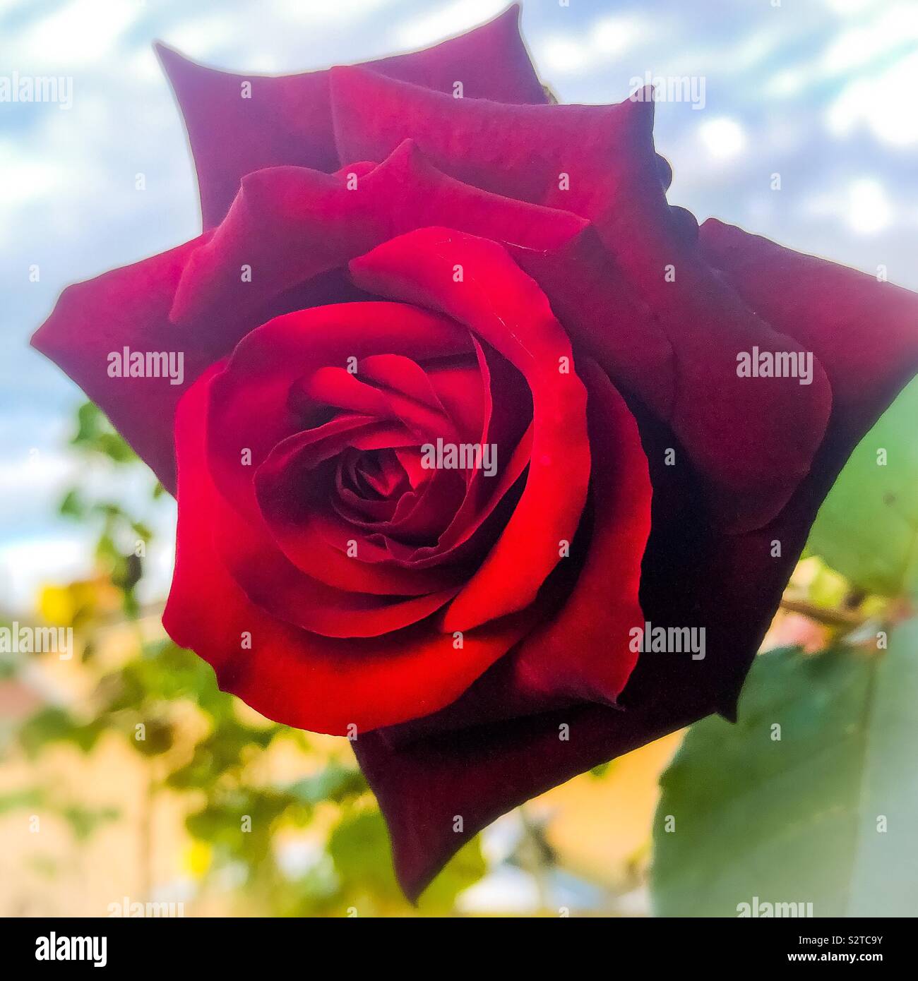 Velvet rose hi-res stock photography and images - Alamy