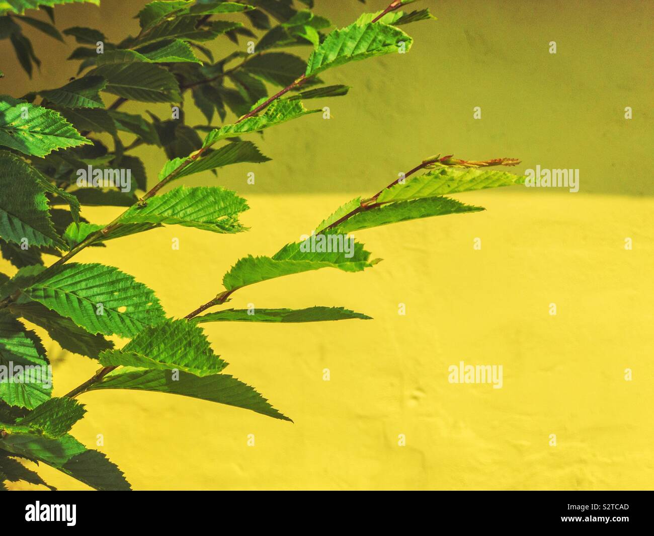 Elm tree leaves hi-res stock photography and images - Alamy