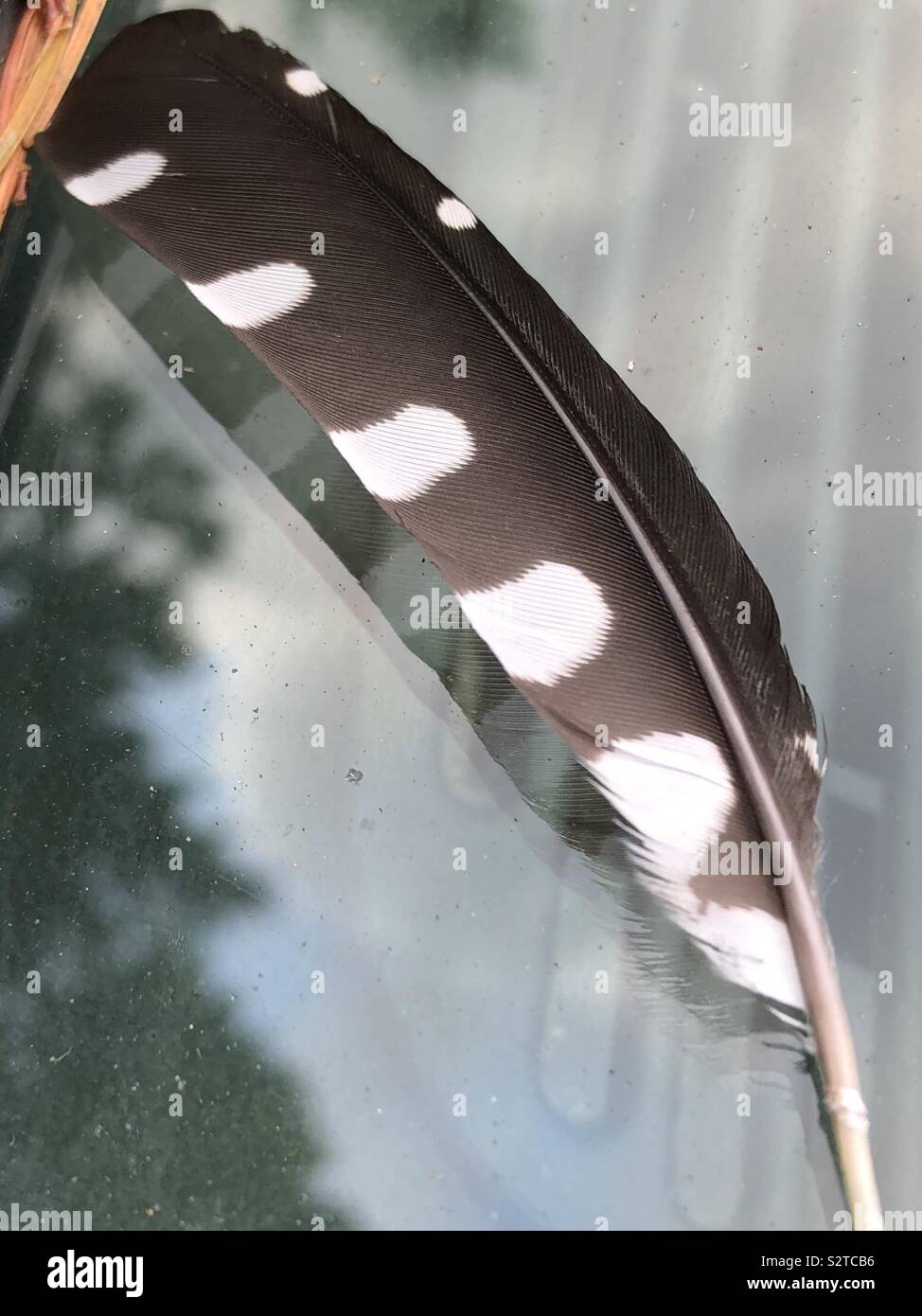 Interesting feather landing on car windshield Stock Photo - Alamy
