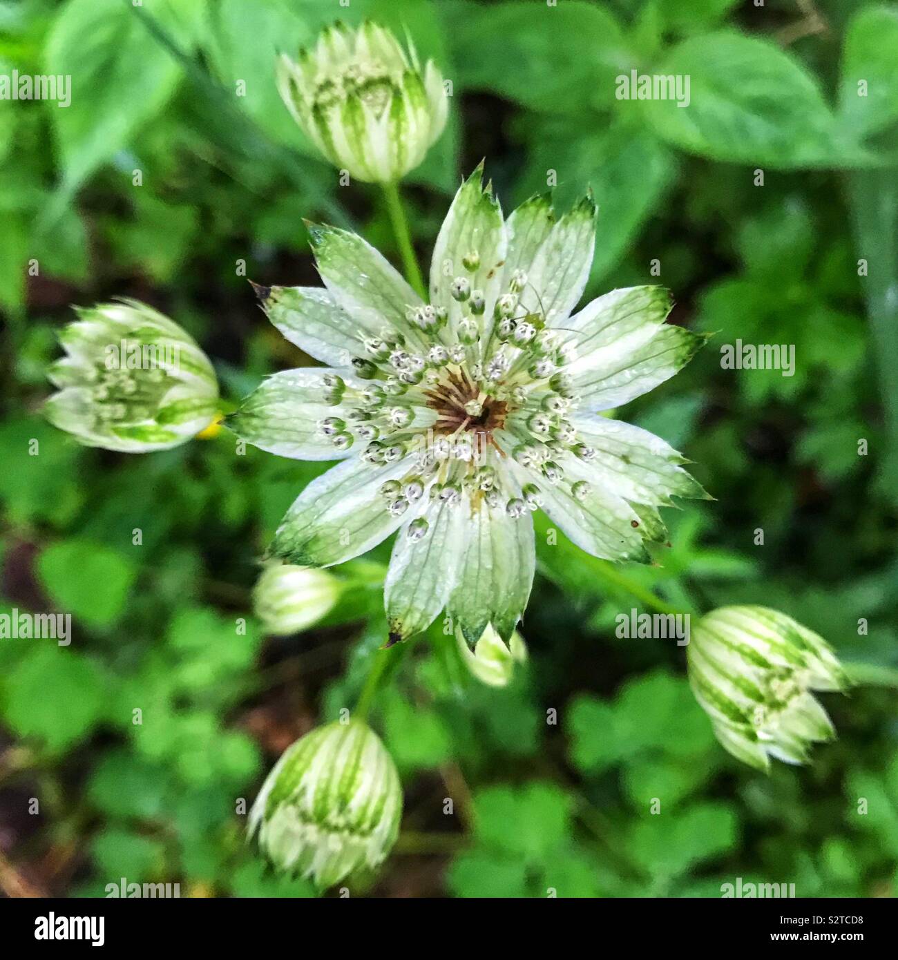 Flower from above hi-res stock photography and images - Alamy