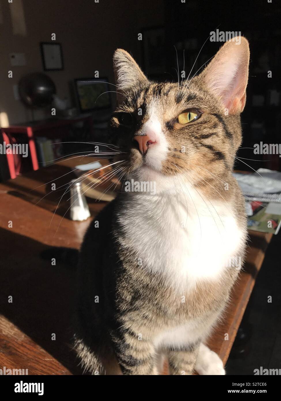Cat on the table hi-res stock photography and images - Alamy