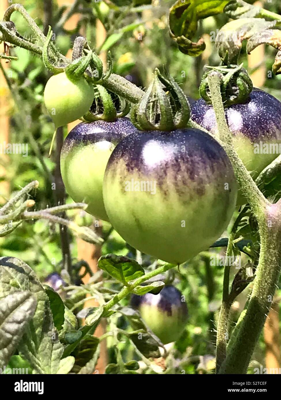 Purple tomatoes hi-res stock photography and images - Alamy