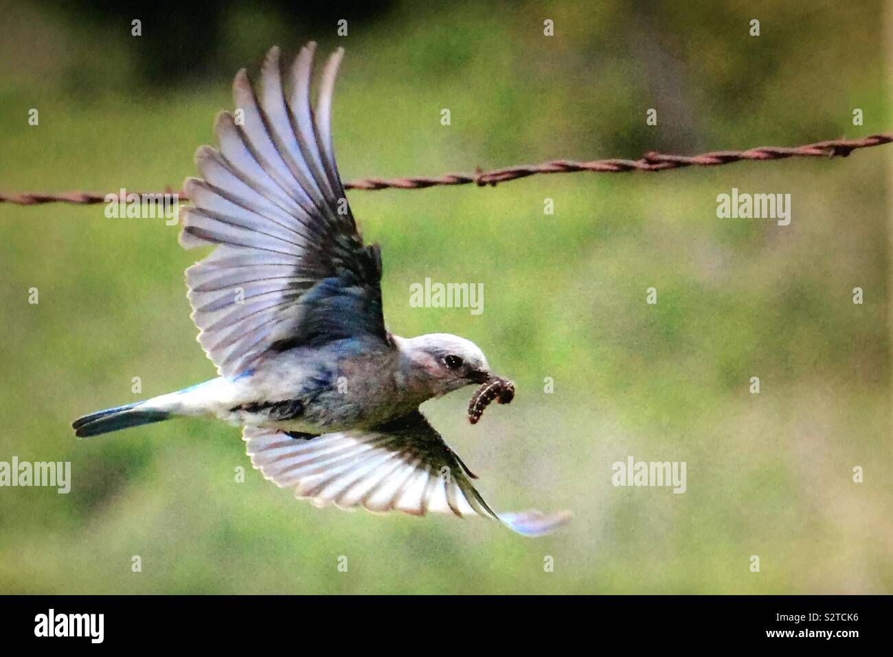 Mountain bluebird in flight Stock Photo - Alamy