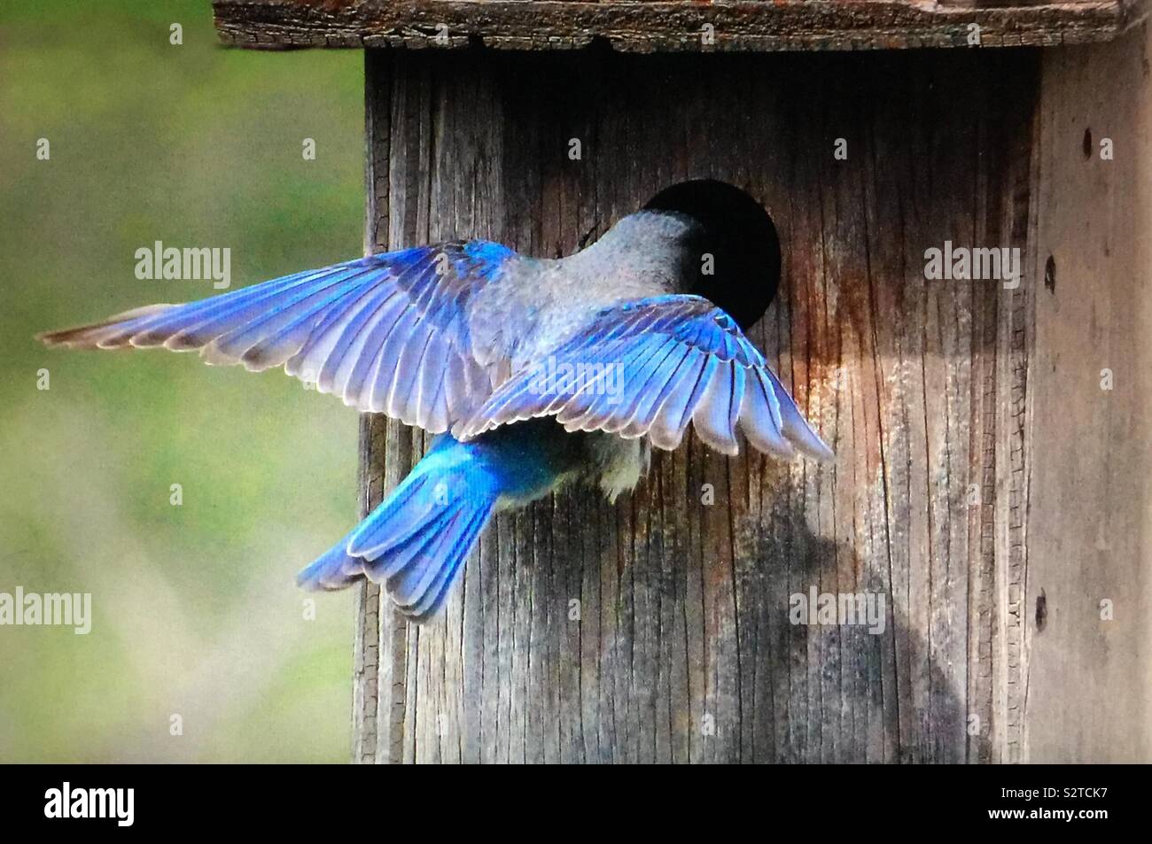 Mountain bluebird in flight Stock Photo - Alamy