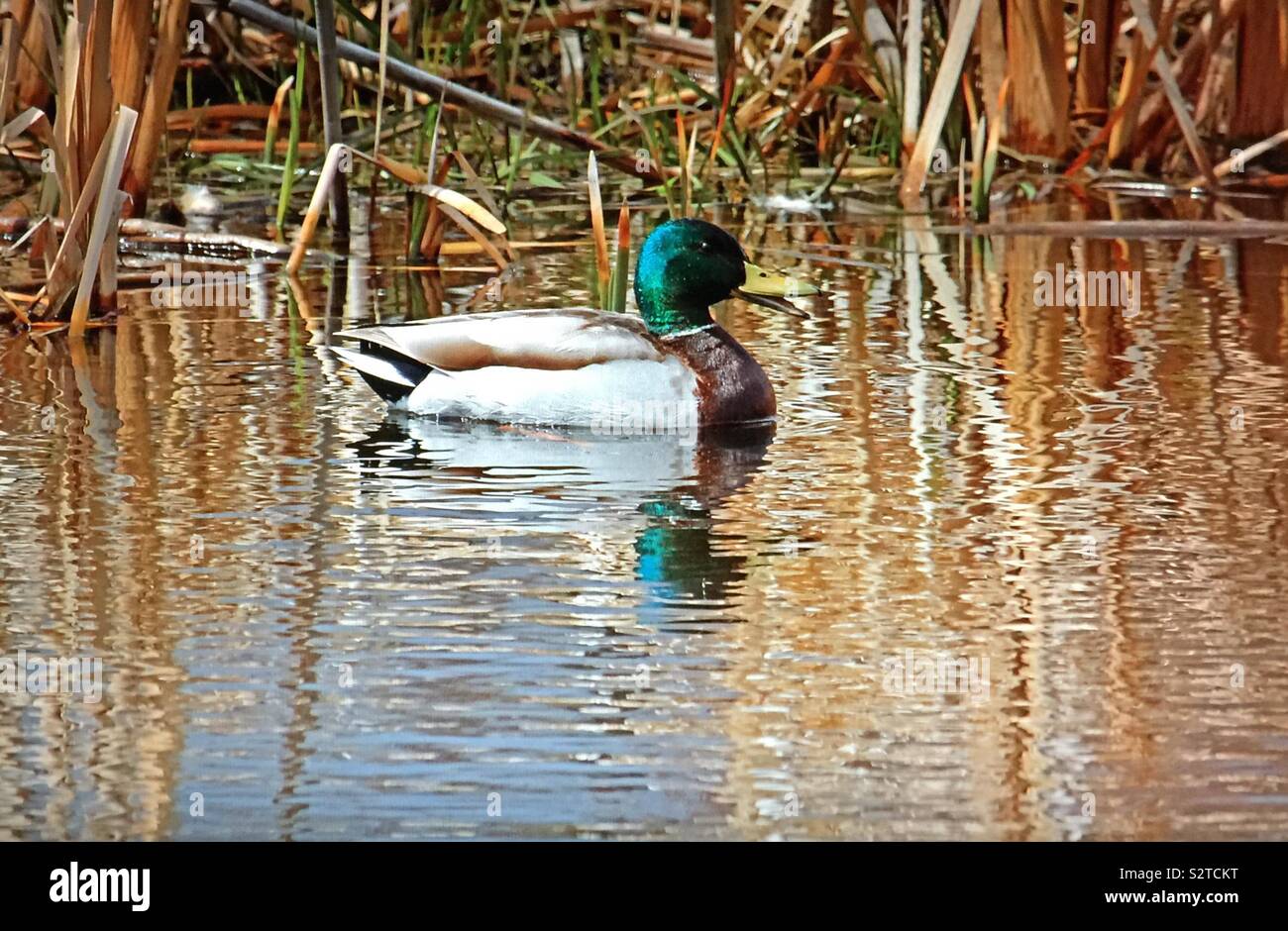 Birds of North America, Mallard duck Stock Photo - Alamy