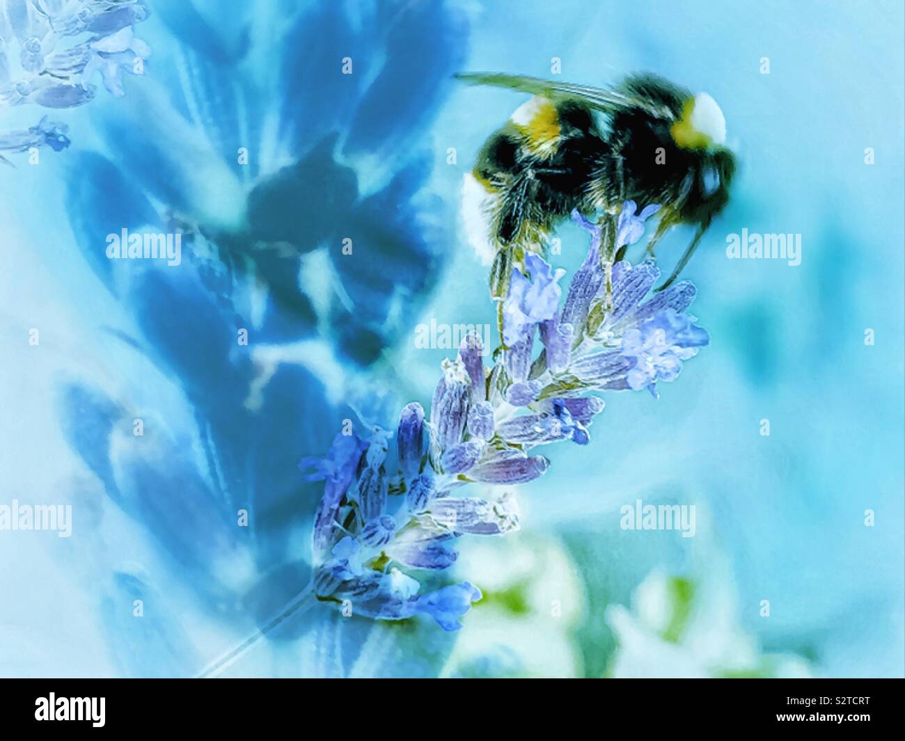 Double Exposure Nature High Resolution Stock Photography and Images - Alamy