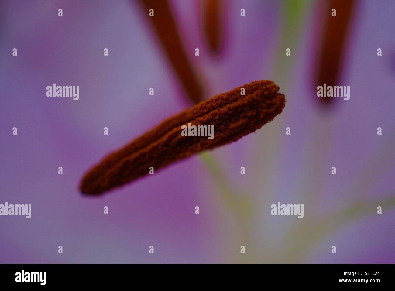 A stamen hi-res stock photography and images - Alamy