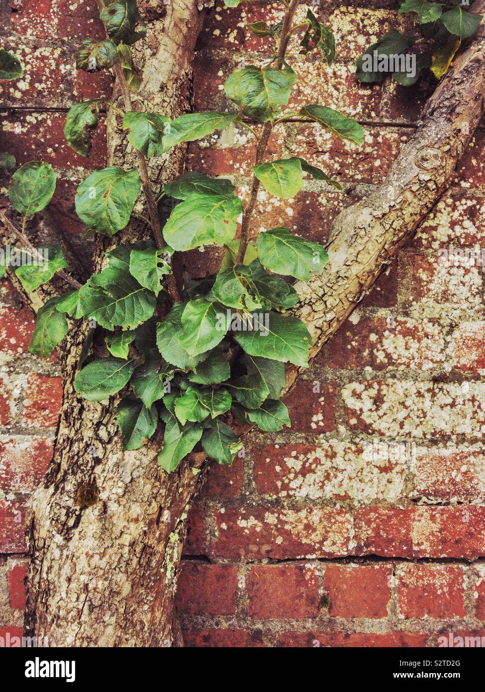 Fruit trees growing against wall hi-res stock photography and images ...