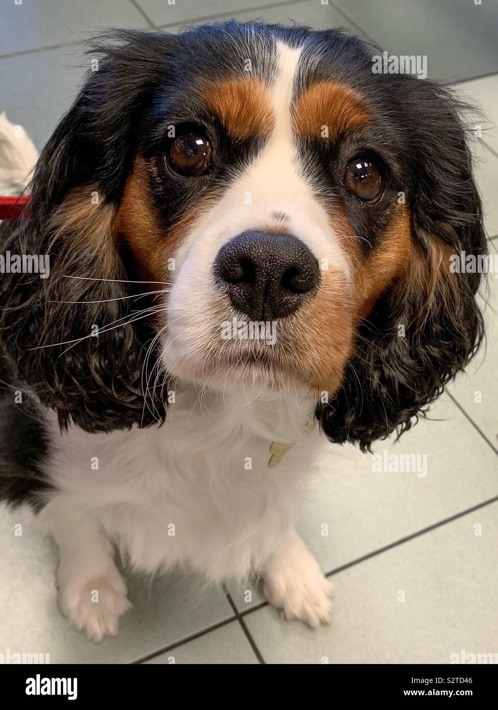 Beautiful dog hi-res stock photography and images - Alamy