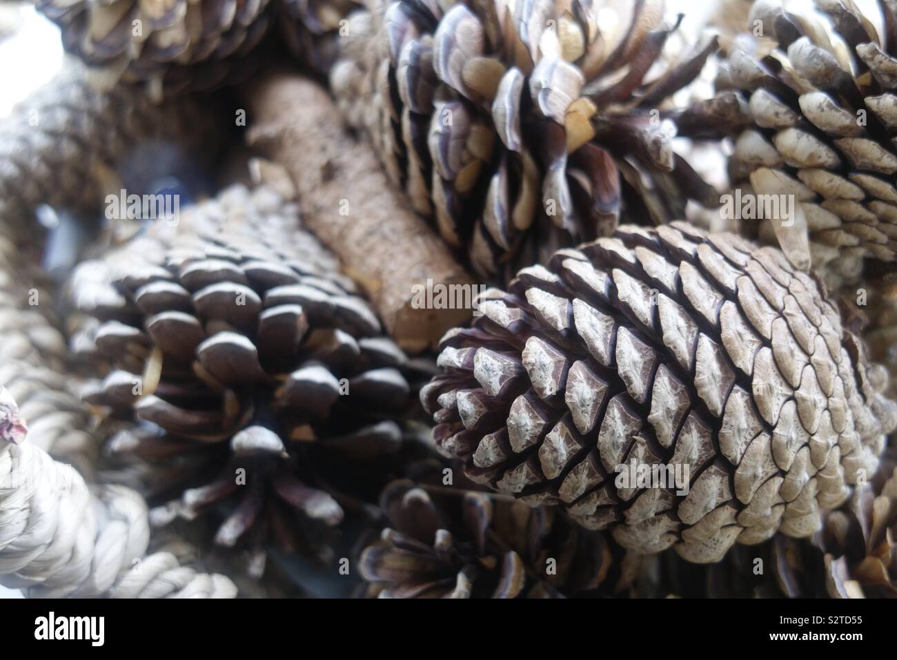 Dried fir cones from Monterey Pine Stock Photo - Alamy