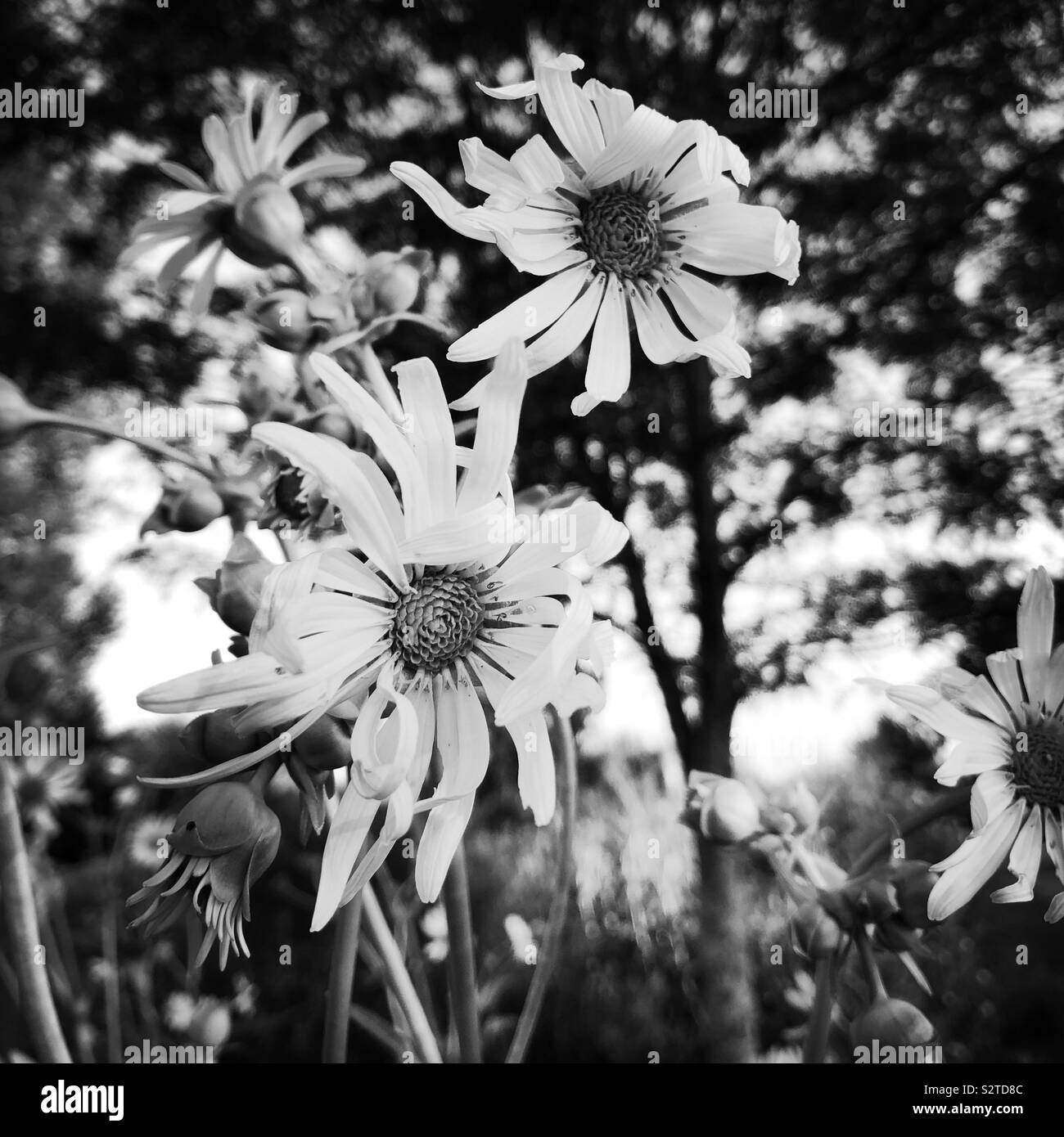 Withering flower hi-res stock photography and images - Alamy