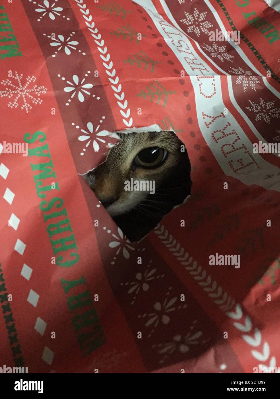 Kittens first christmas hi-res stock photography and images - Alamy