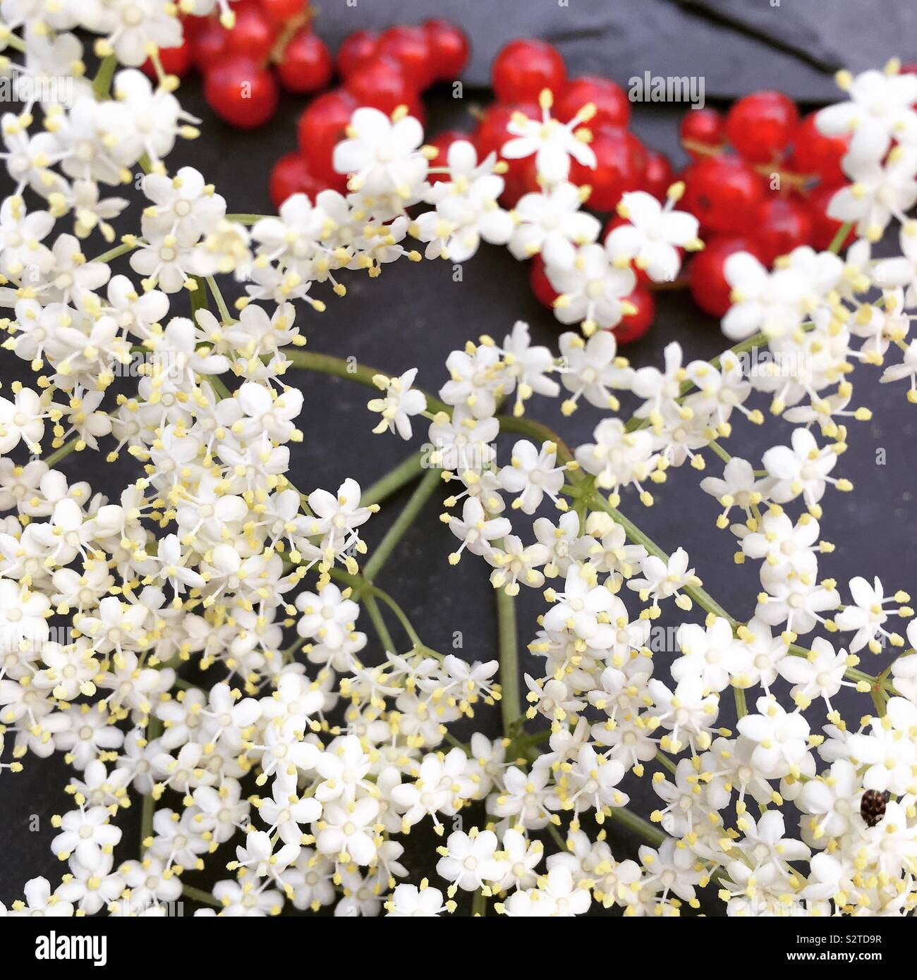 Elderflowers hi-res stock photography and images - Alamy