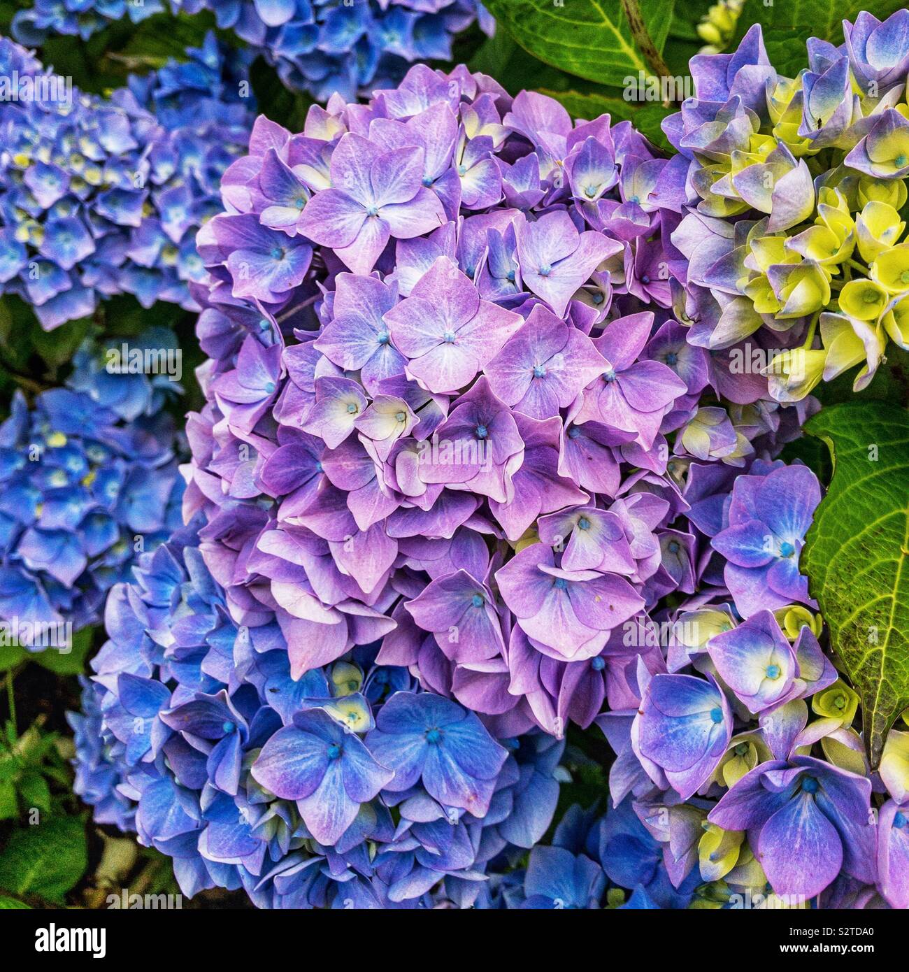 Pink and blue hydrangea flowers Stock Photo - Alamy