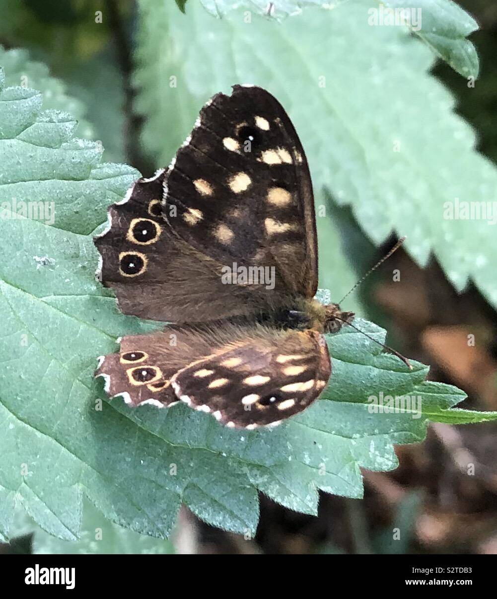 Nettle butterfly hi-res stock photography and images - Alamy