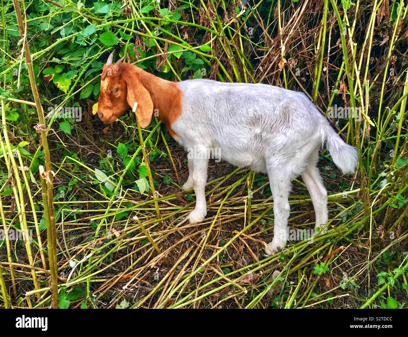 Street goats bristol Stock Photo - Alamy