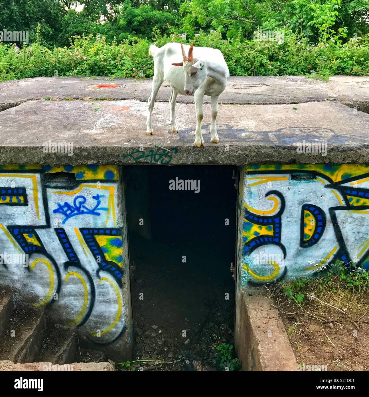 Street goats bristol Stock Photo - Alamy