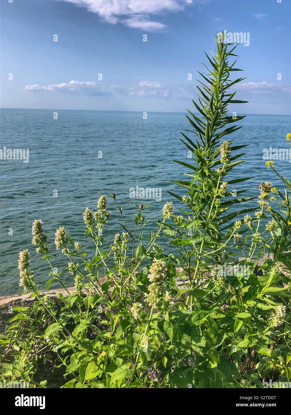 Thriving ecosystem hi-res stock photography and images - Alamy