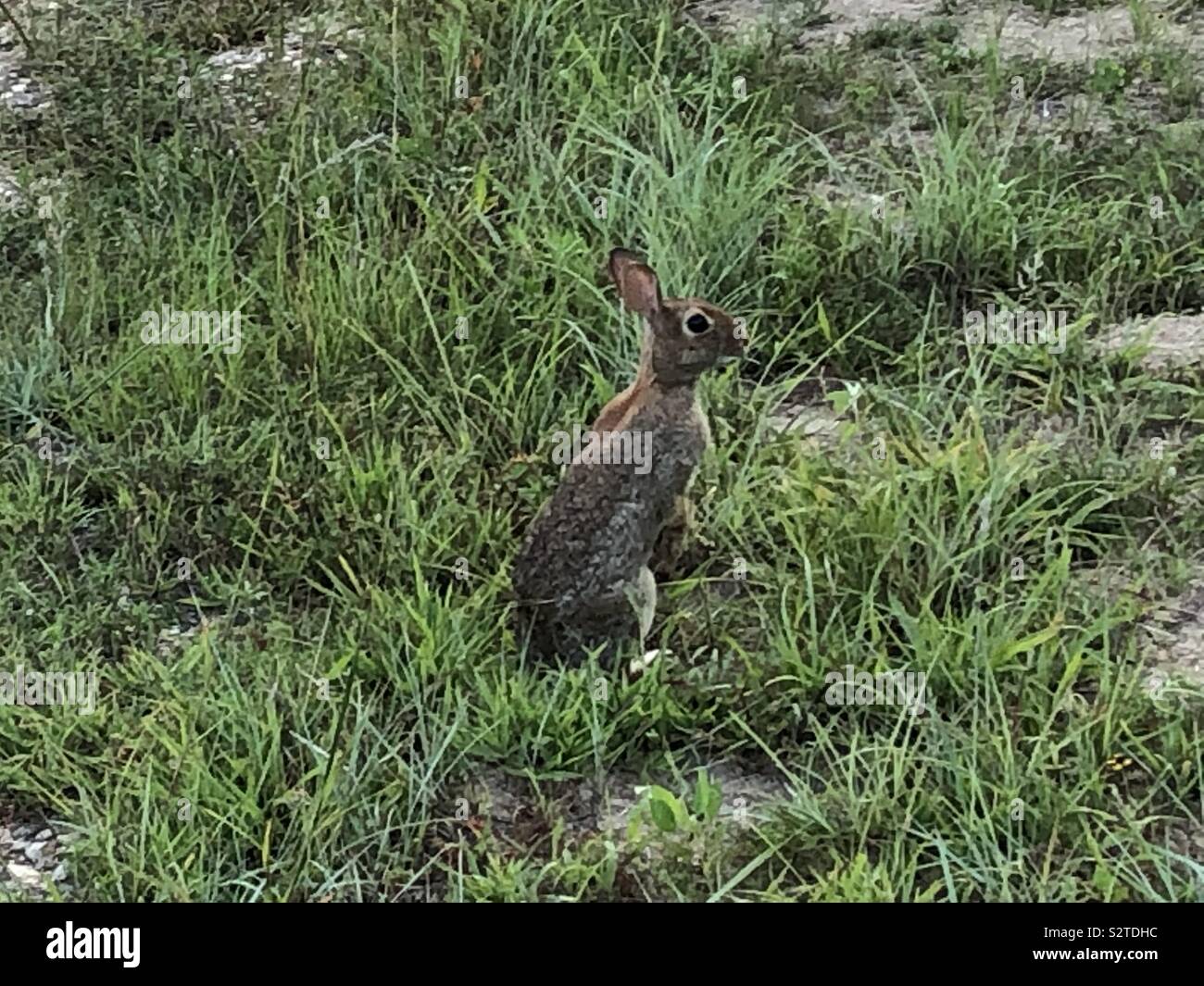 Rabbit tail hi-res stock photography and images - Alamy