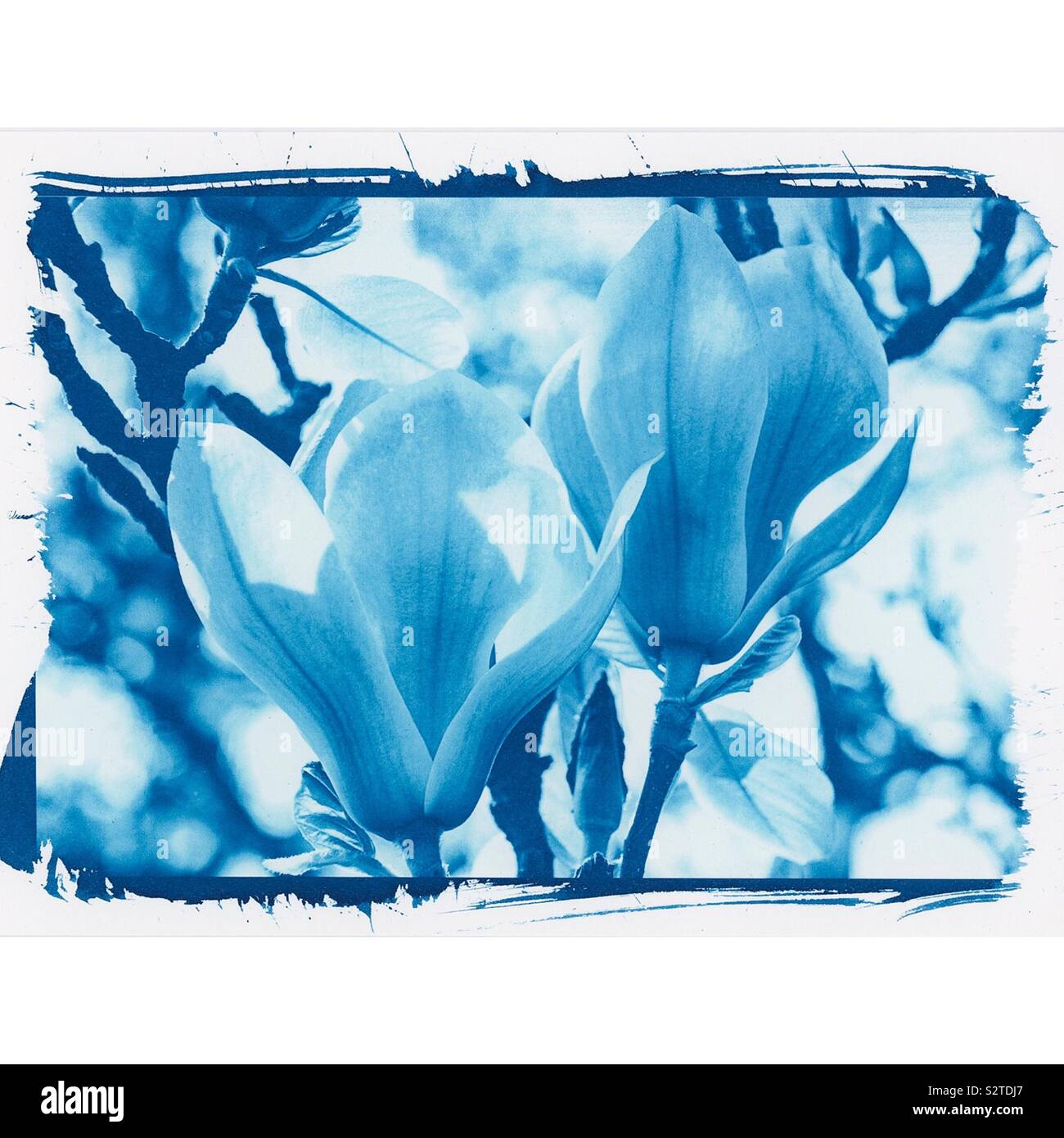 Cyanotype High Resolution Stock Photography and Images - Alamy