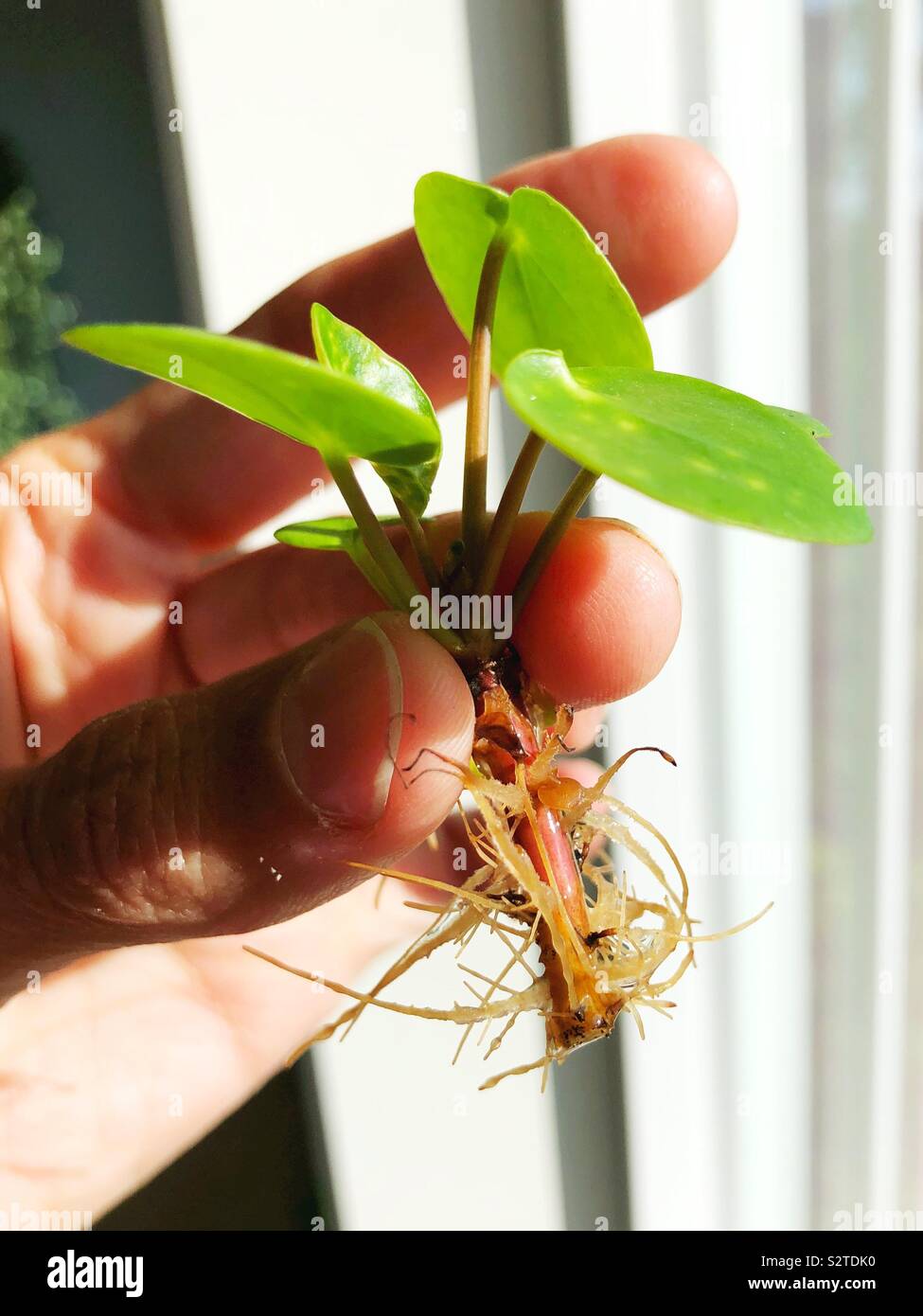 A rooted cutting from a pilea peperomioides plant Stock Photo - Alamy