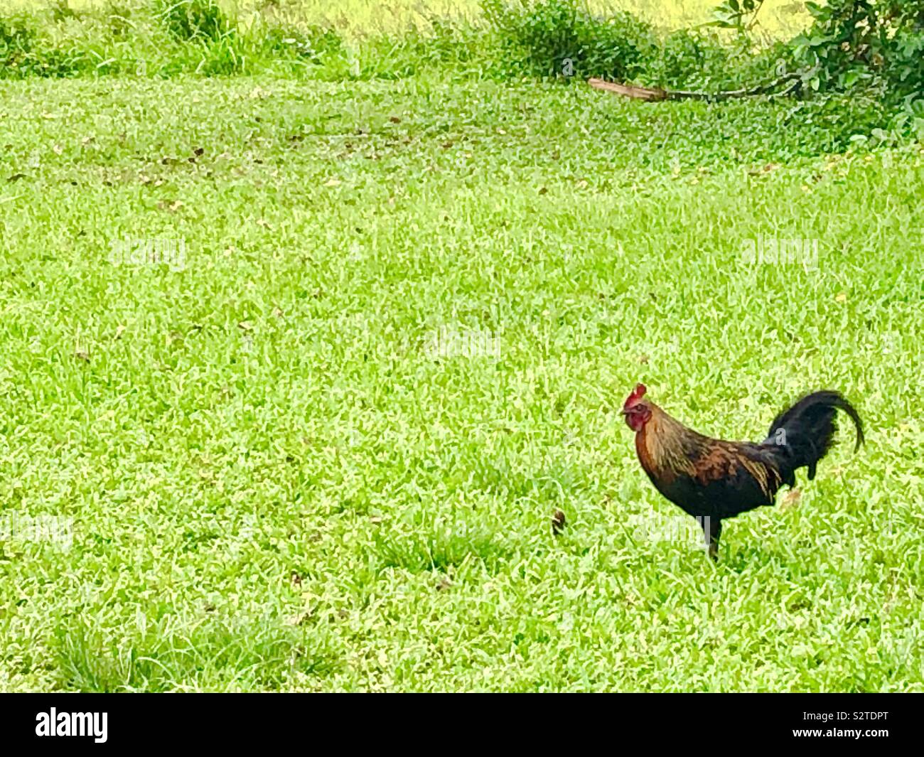 Hawaii rooster hi-res stock photography and images - Alamy