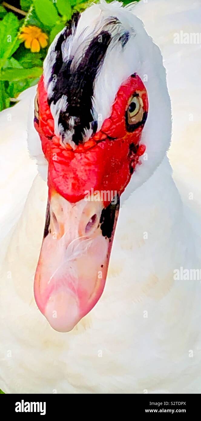 White and red mask hi-res stock photography and images - Alamy