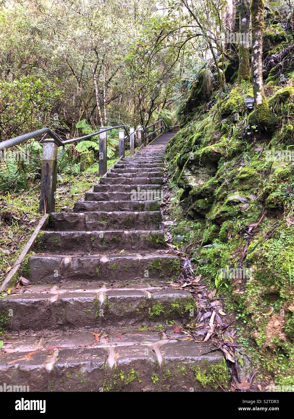 Steps in the forest hi-res stock photography and images - Alamy