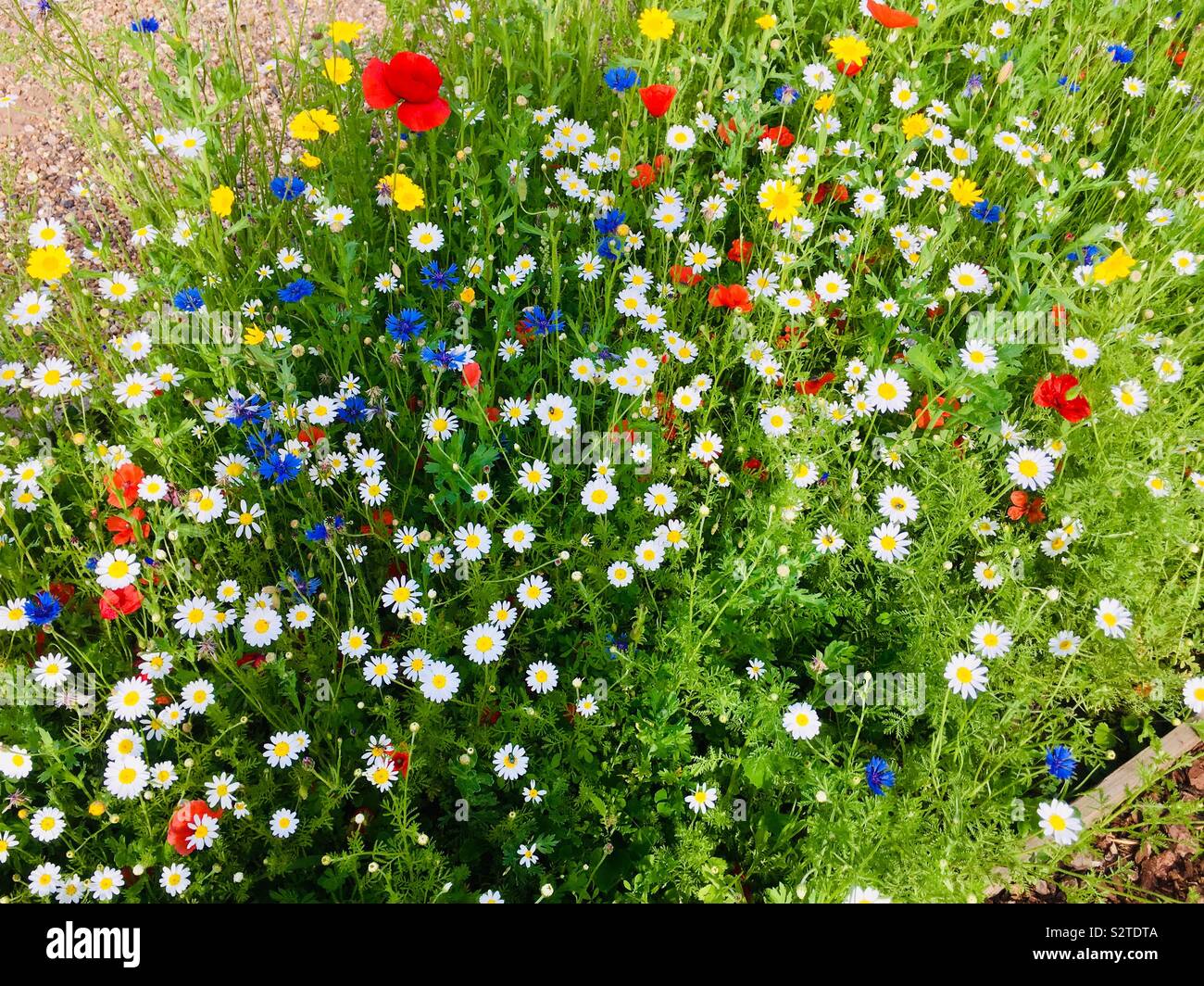 Wild flowers, Country garden Stock Photo - Alamy