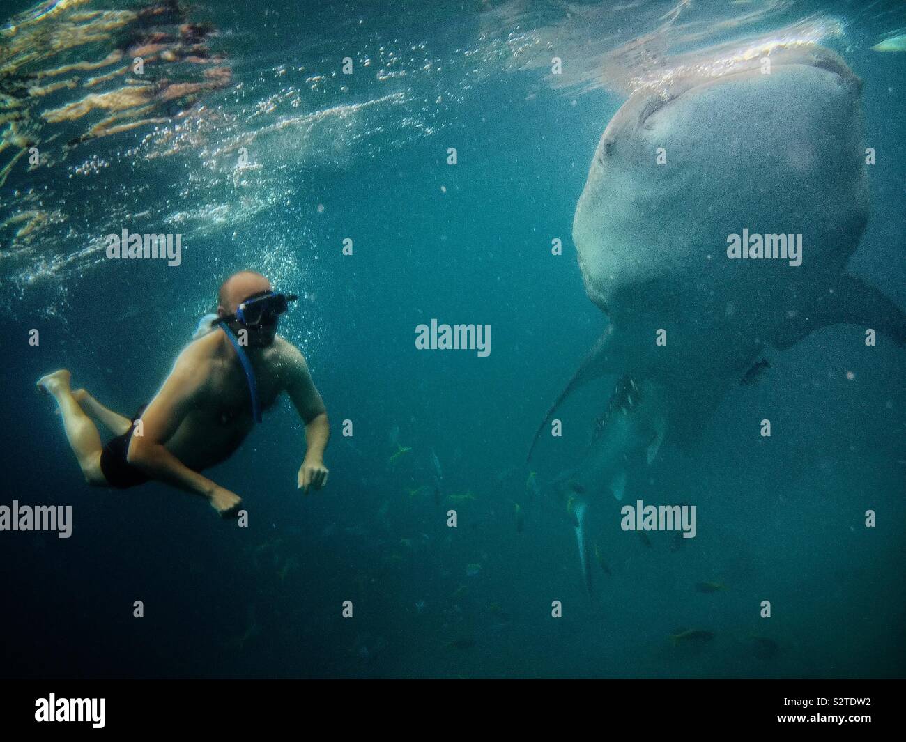 Man swimming with whale shark Stock Photo - Alamy