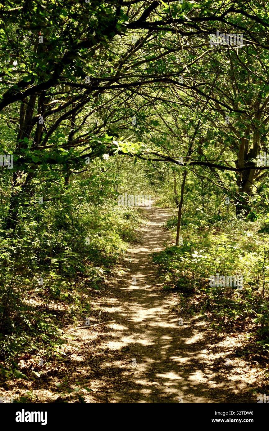 Path through the woods Stock Photo - Alamy