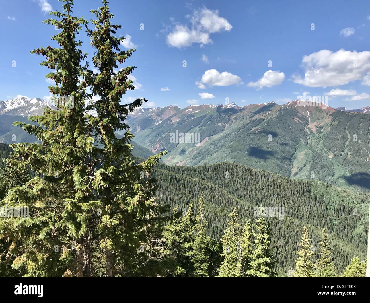 Trees in Colorado Stock Photo - Alamy
