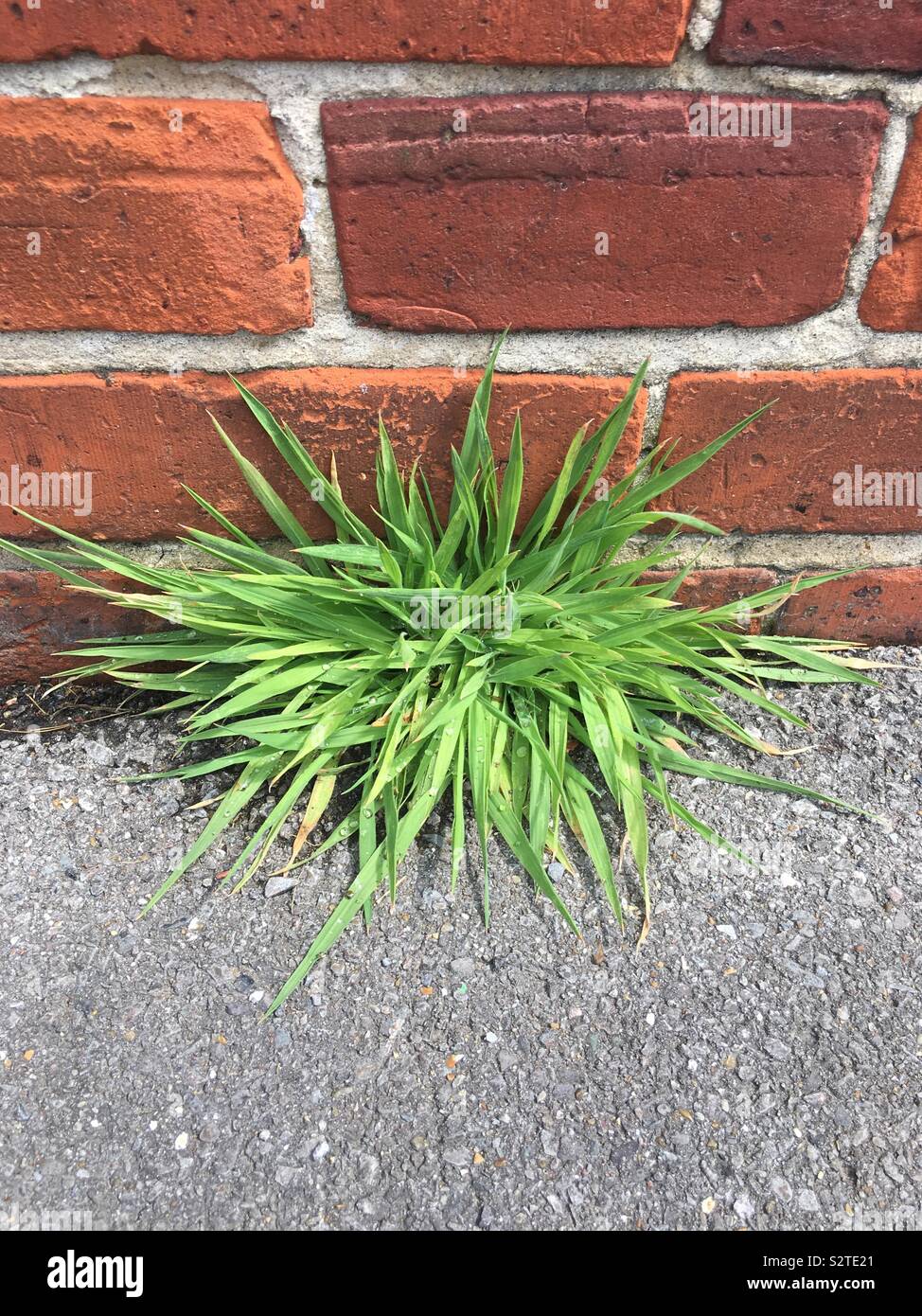 Grass growing on side of building Stock Photo - Alamy