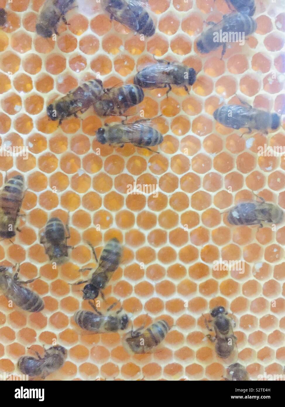 Bumble bees filling frame Stock Photo - Alamy